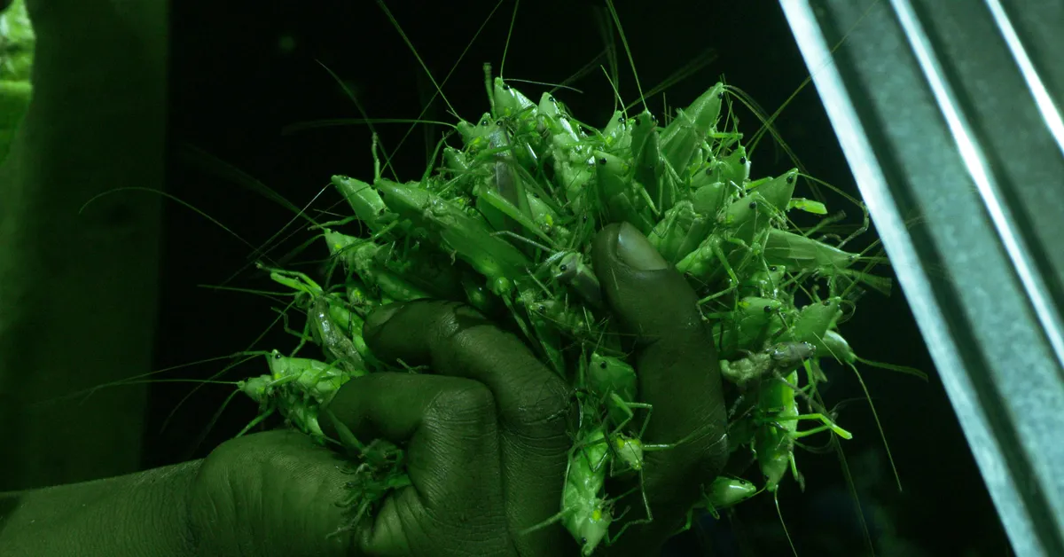 Grasshopper Republic (2023) Movie Review from Eye for Film
