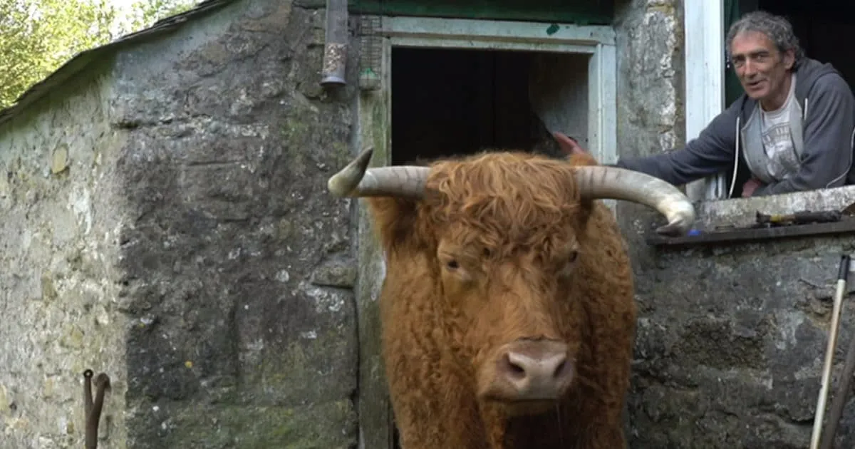 Tony And The Bull (2017) Movie Review from Eye for Film