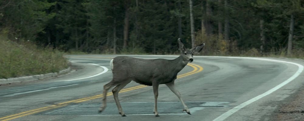 Becoming Animal (2018) Movie Review from Eye for Film