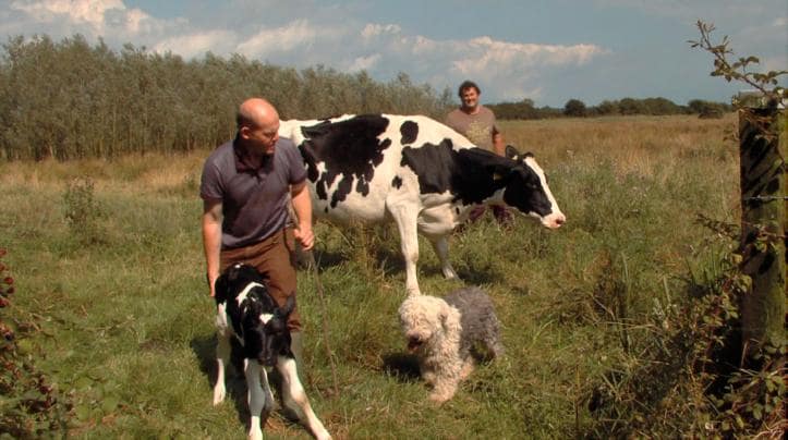 The Moo Man (2013) Movie Review from Eye for Film